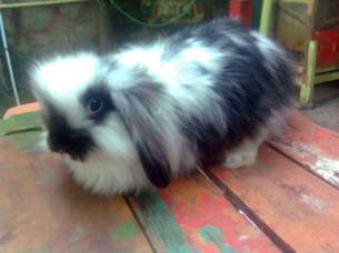 Lop rabbit - MY PETS