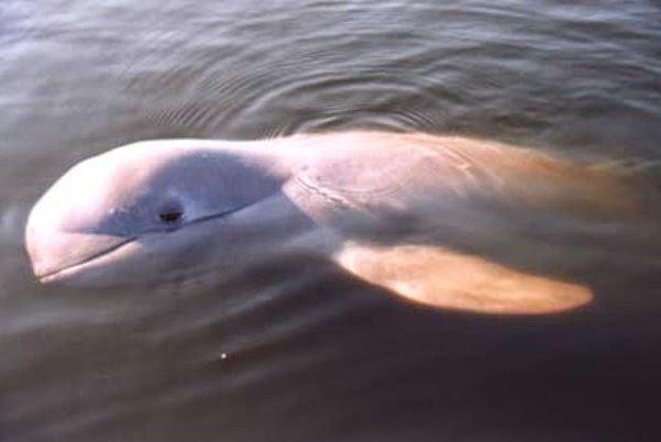 SEJARAH PESUT MAHAKAM ( PESUT DI AMBANG KEPUNAHAN )