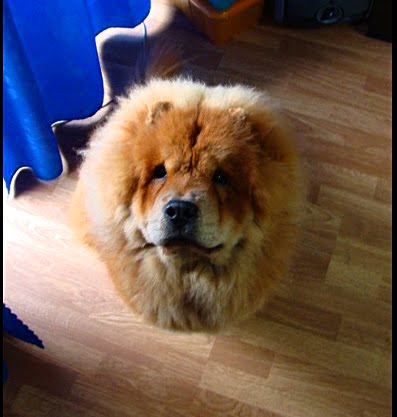 ROMEDICINE: Songshi-quan (the fluffy lion-dog)