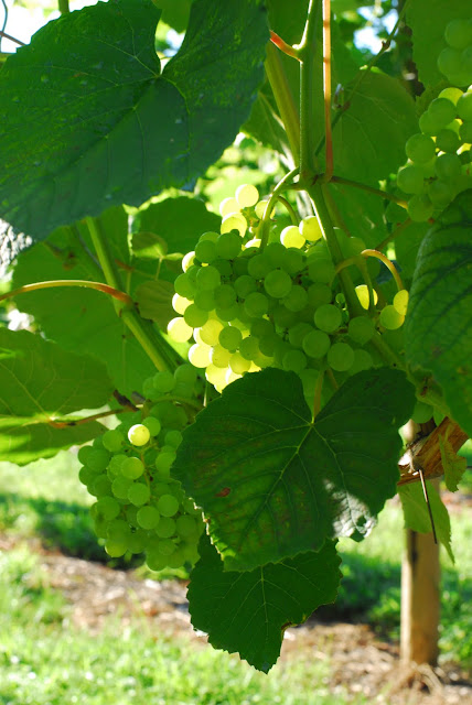 Annie's Gardening Corner: Turning Point