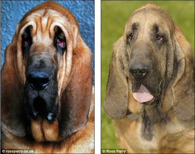 ForAnimalLover: £8,000 on a dog facelift... and he still looks a bit ruff