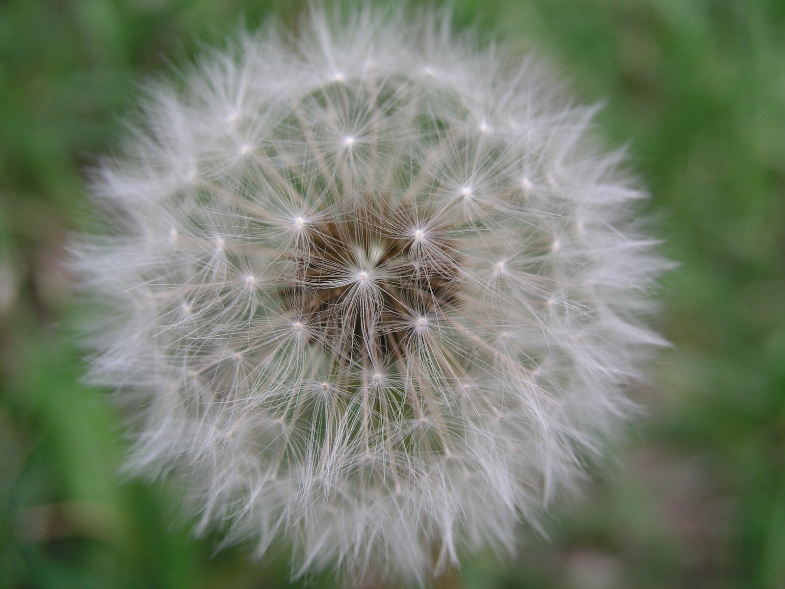Herbs, Health and History: Dandelion Gold