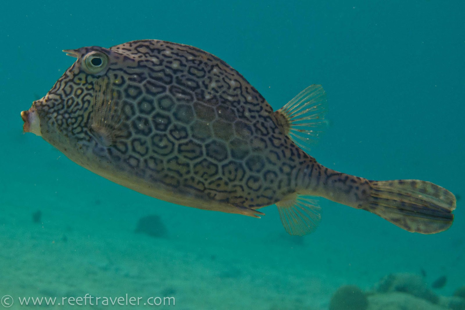 Something: Reaction-Diffusion