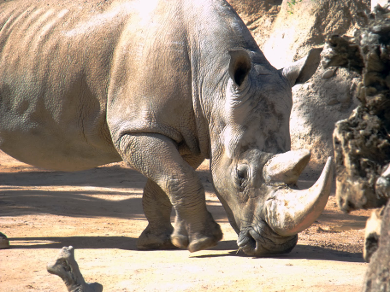 Escritores del mundo: El rinoceronte y los riesgos de su propia ...