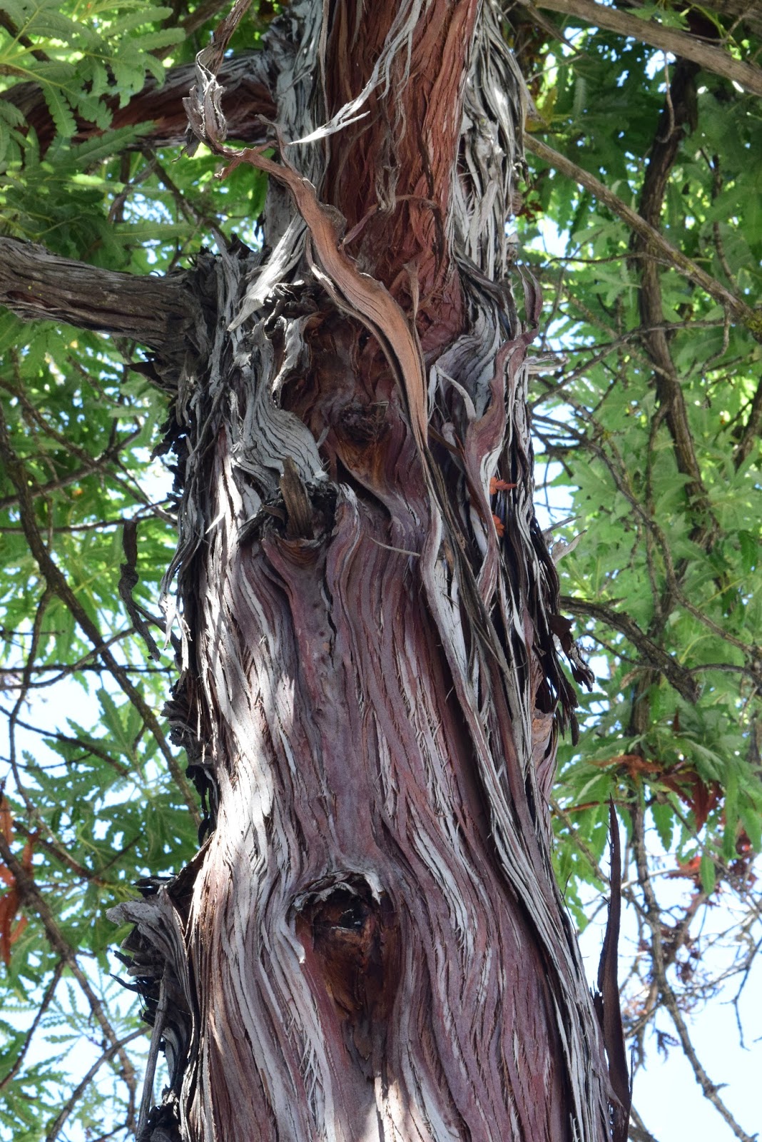 Friends of Carmel Forest Tree Tour with Dr. Matt Ritter 2016 - Carmel ...