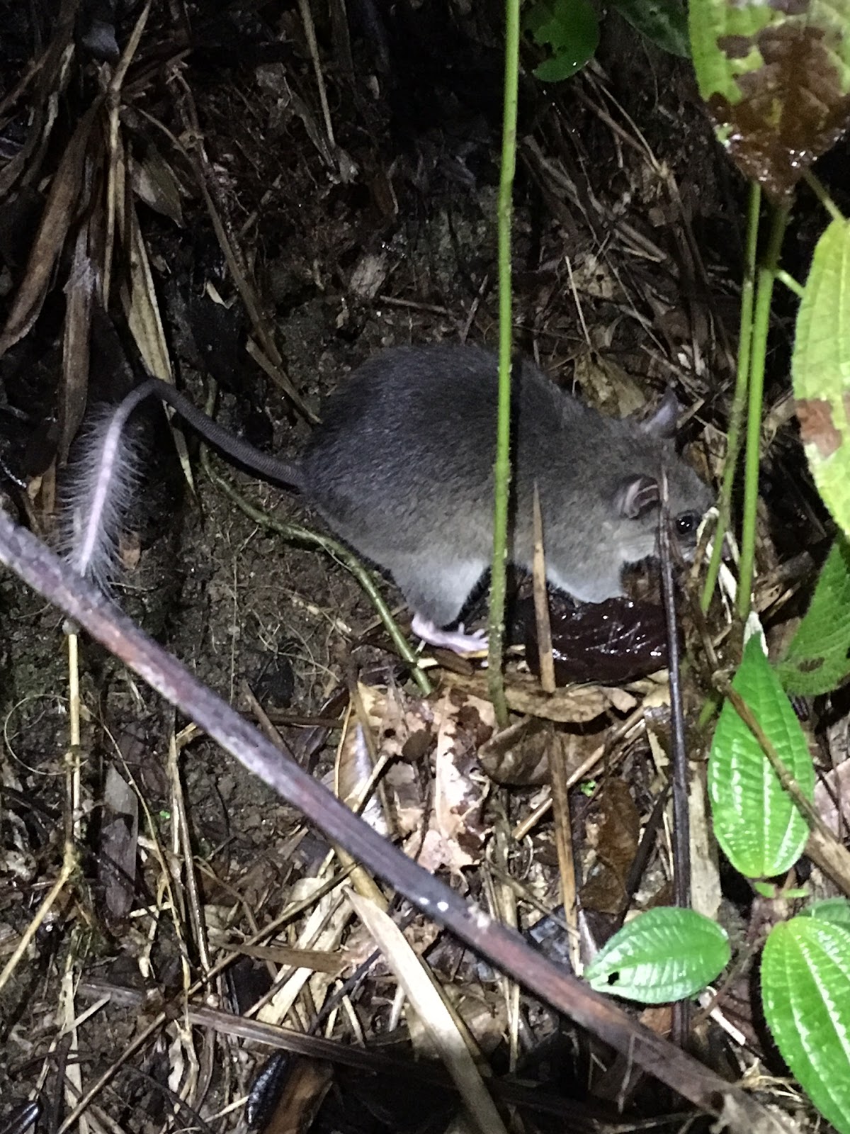 Lemurs of Ranomafana