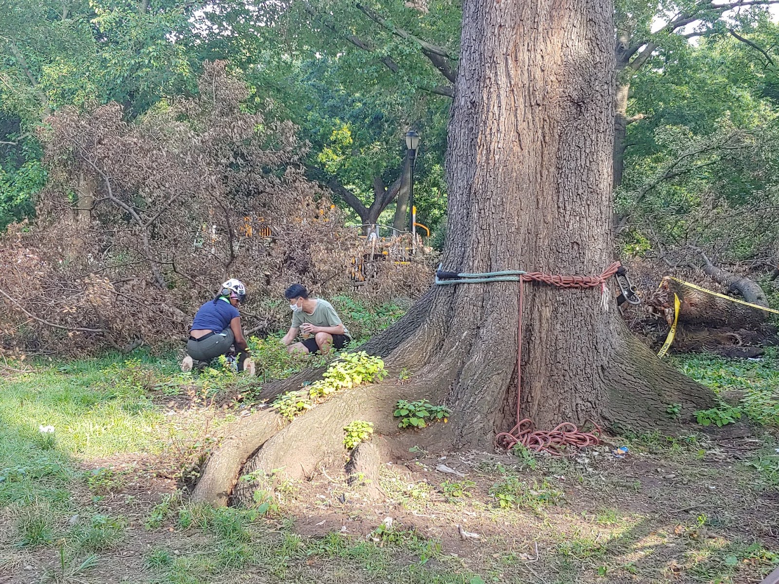EV Grieve: Workers removing damaged Elm tree in Tompkins Square Park
