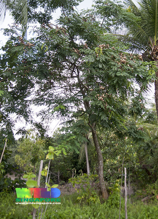 Putting the Saga in Saga Seeds