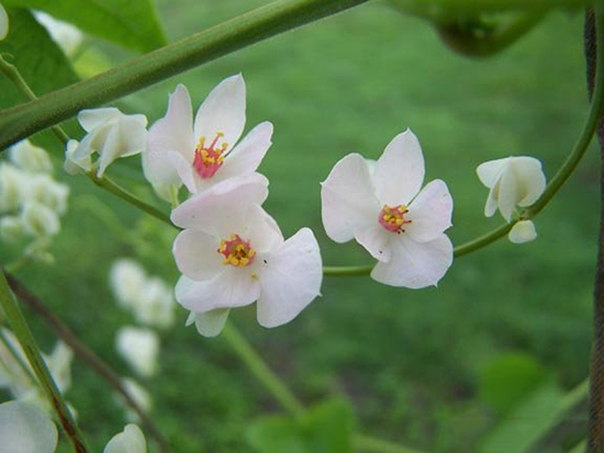 Ý nghĩa hoa Tigôn - Antigone