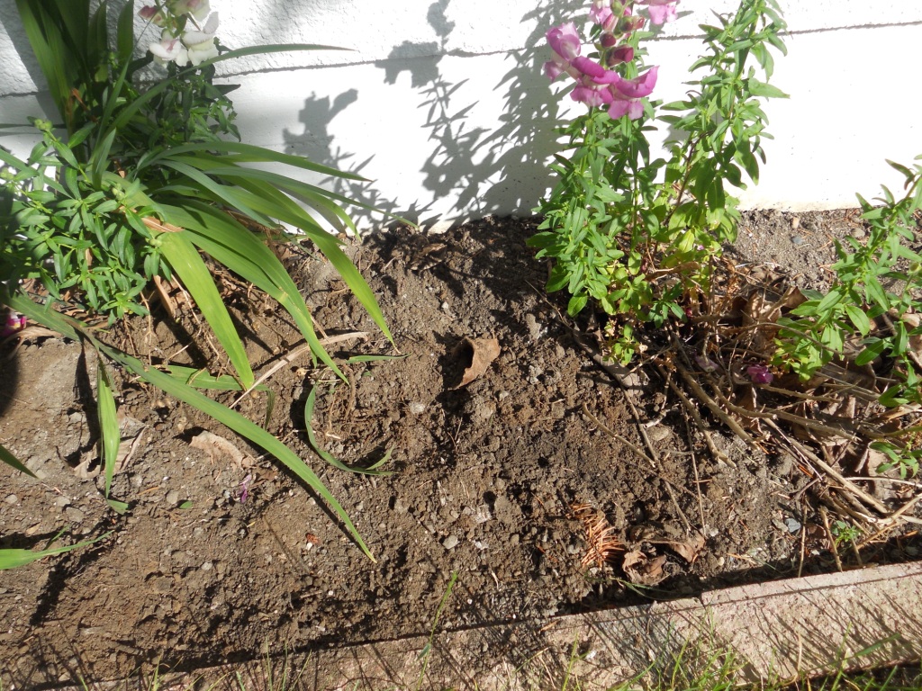 Snacking Squirrel: R.I.P. Baby Bird