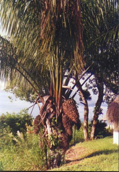 Inayuga o Anajá (Attalea Maripa)