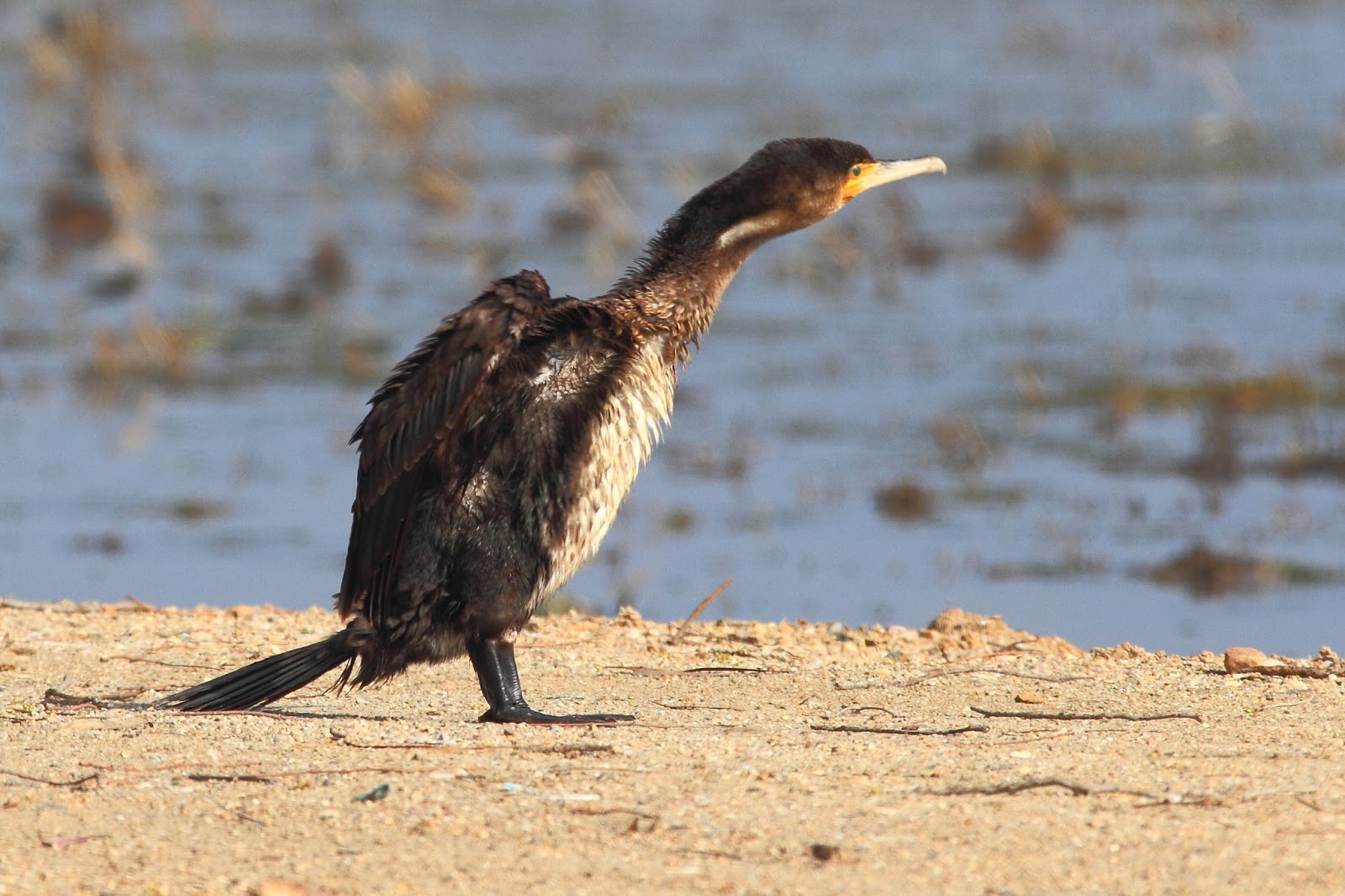 Fotografía y Naturaleza en Doñana: Cormoran grande (Phalacrocorax carbo),