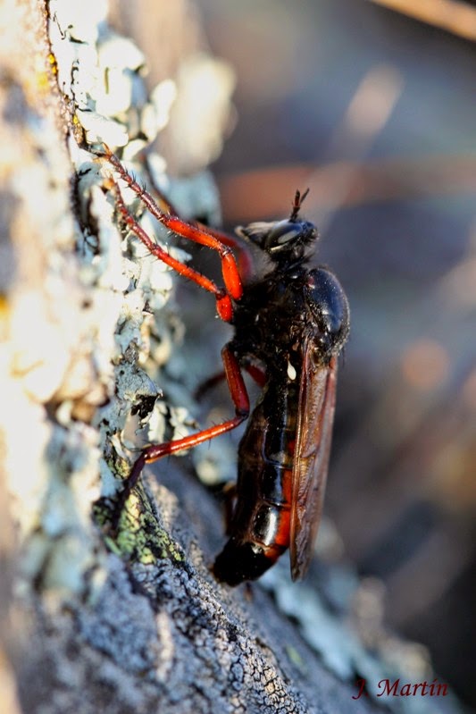 Invertebrados de Ateca.: noviembre 2014