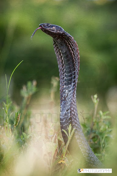 3P Photography: Rinkhals and all