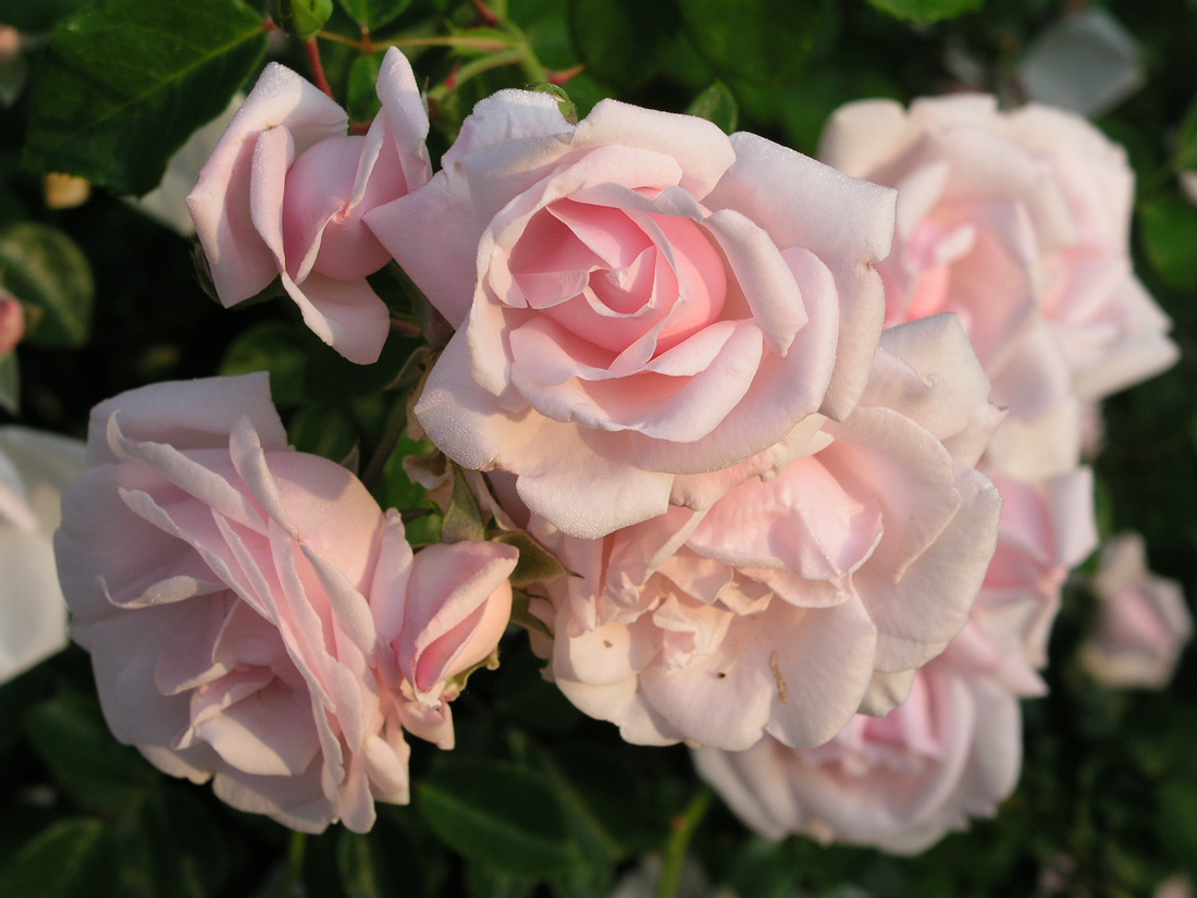 Halcyon Days: New Dawn Rose Killed by Witches Broom