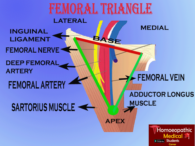 FEMORAL TRIANGLE: