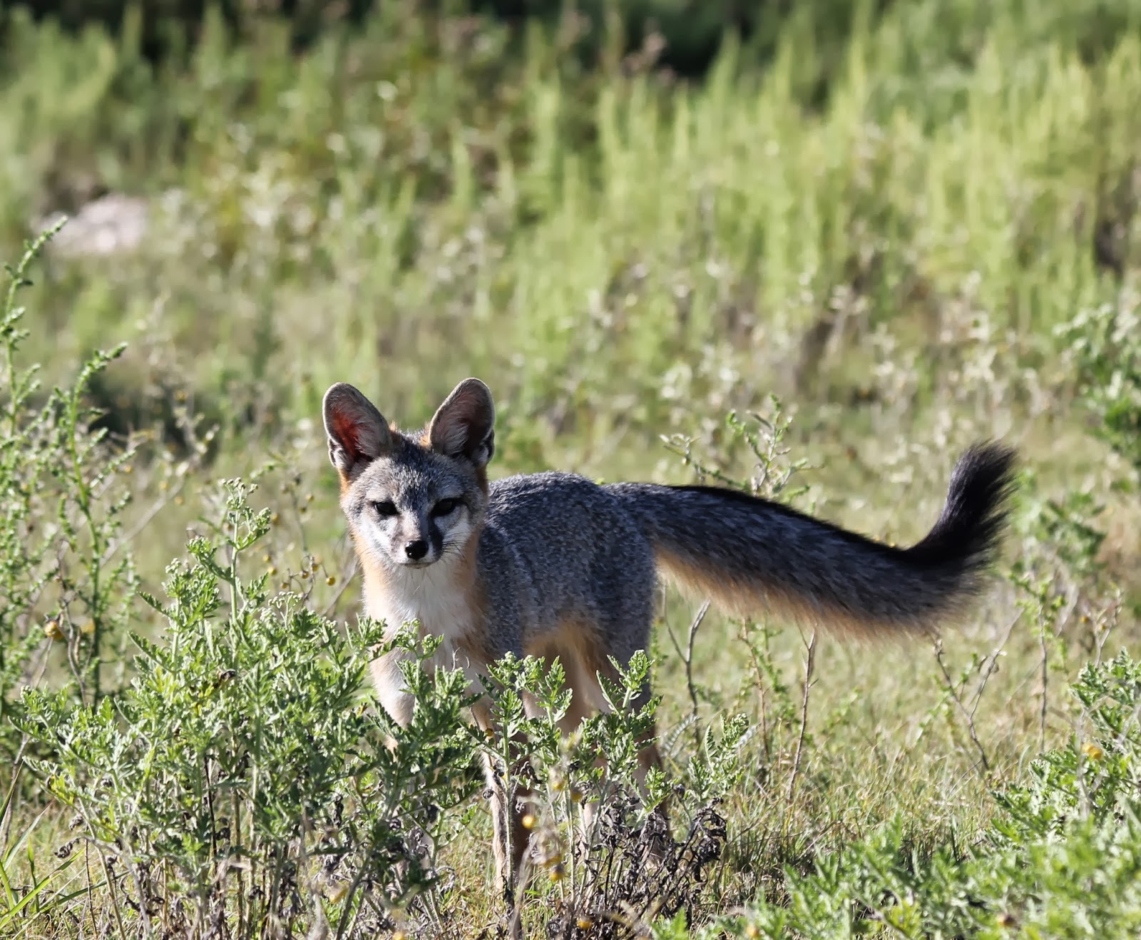 Big Bend - Texas Nature: fox-a-day #8