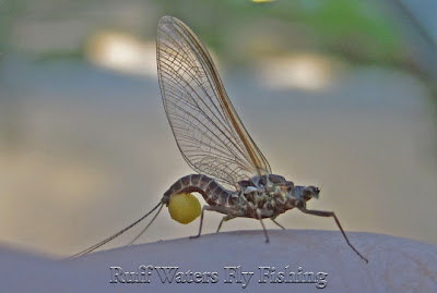 Ruff Waters Fly Fishing: Hendrickson Hatch on the Ausable