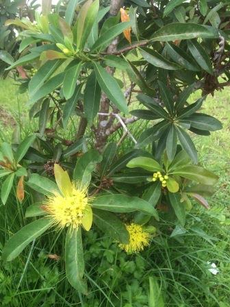 Xanthostemon chrysanthus | Pustaka Flora | Database Tanaman Landscape
