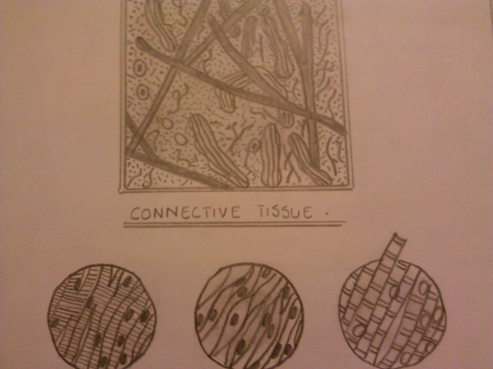 Isolated System: Connective tissue and Skeletal Tissues.