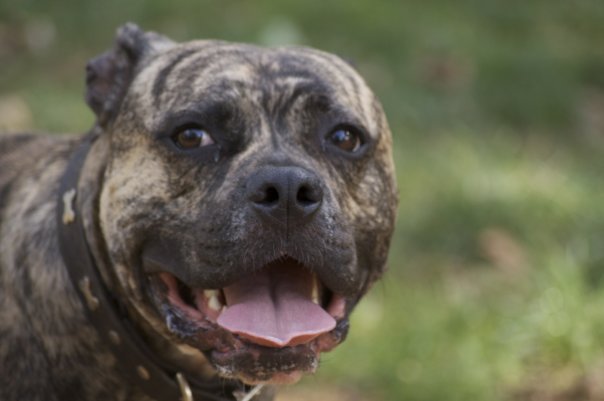 Strewn Ashes: Strength of a PitBullian Mind.....