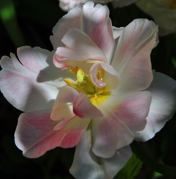 Three Dogs in a Garden: May 2011
