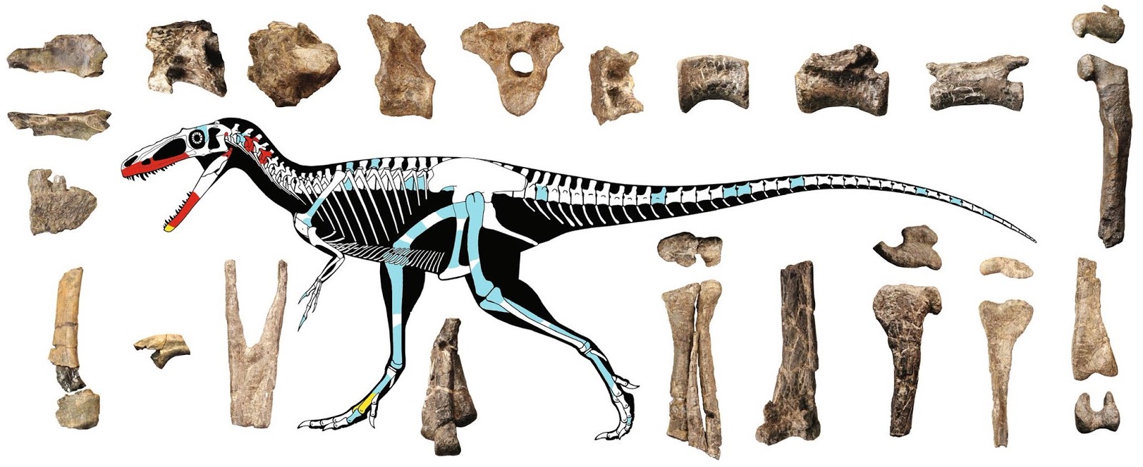 Species New to Science: [Paleontology • 2019] Suskityrannus hazelae • A ...