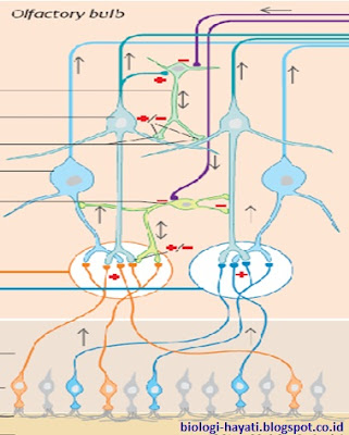 Pengertian, Bagian-bagian dan Fungsi Indera Penciuman