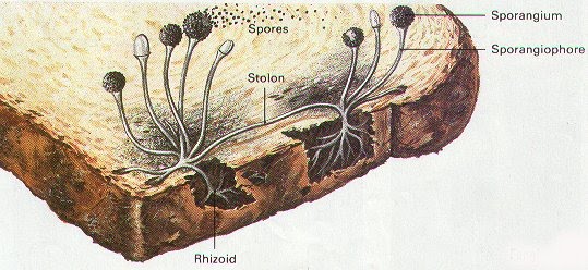 Cholieee's Blog: Jamur Roti (Rhizopus Nigricans)