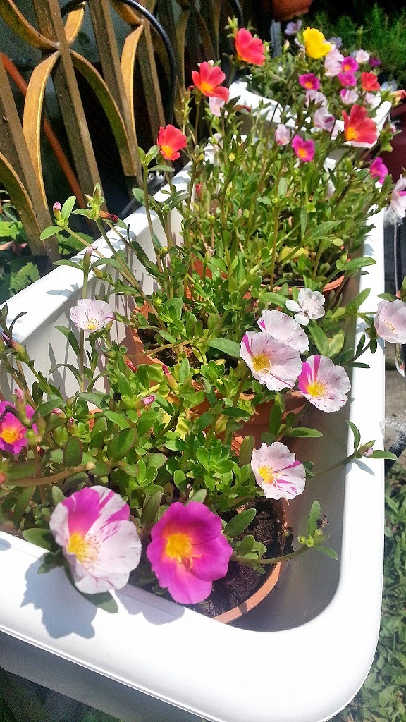 Semua Menjadi: Menikmati Keindahan Kembang Sepuluh Pagi