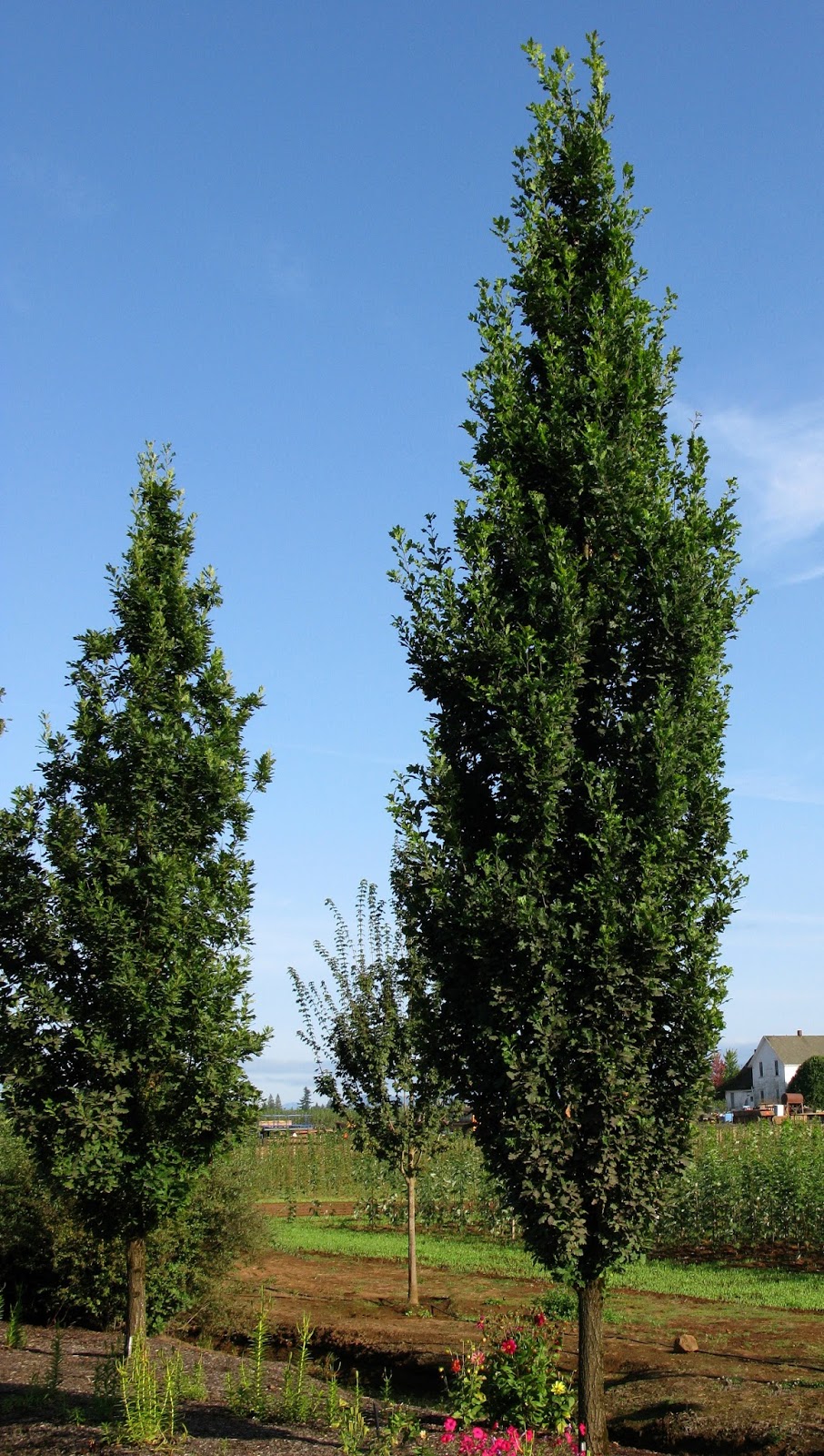 New Plant Varieties – Plant Something Oregon