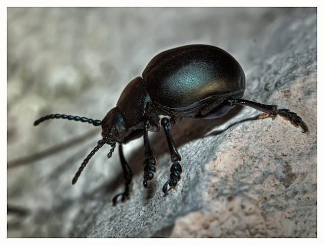 Andy foto natura: Escarabajos