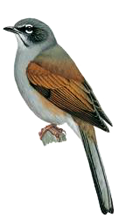 Bellas Aves de El Salvador: Myadestes occidentalis ( clarín jilguero ...