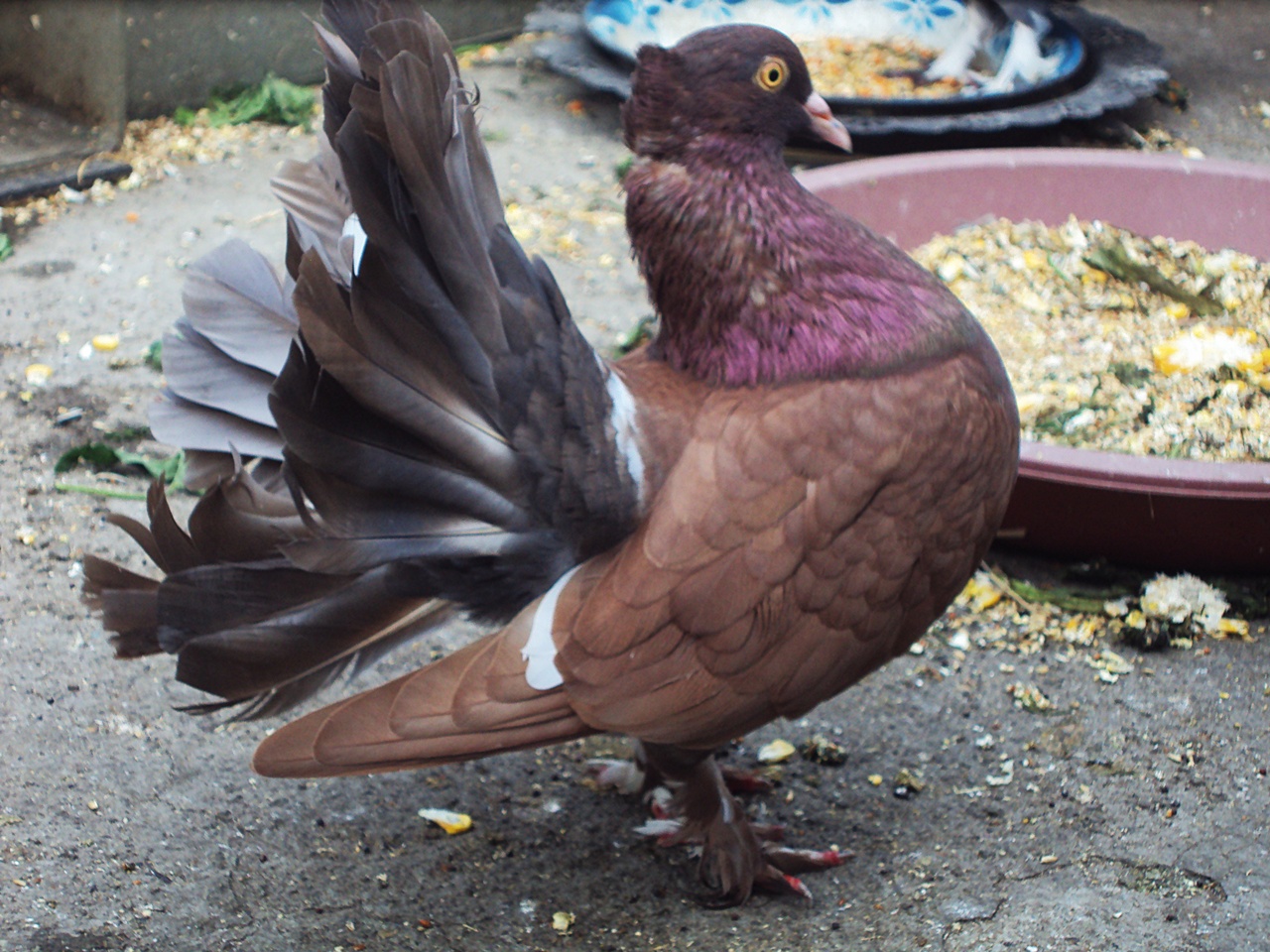 toko bagong farm: Merpati Kipas/ Merpati Persi/ Indian Fantail Pegion