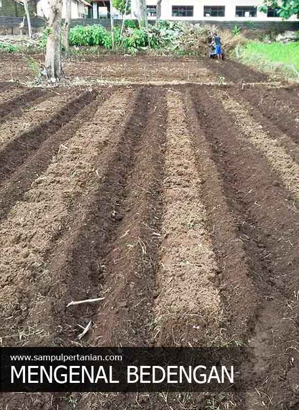 Konsep Terbaru Gambar Guludan