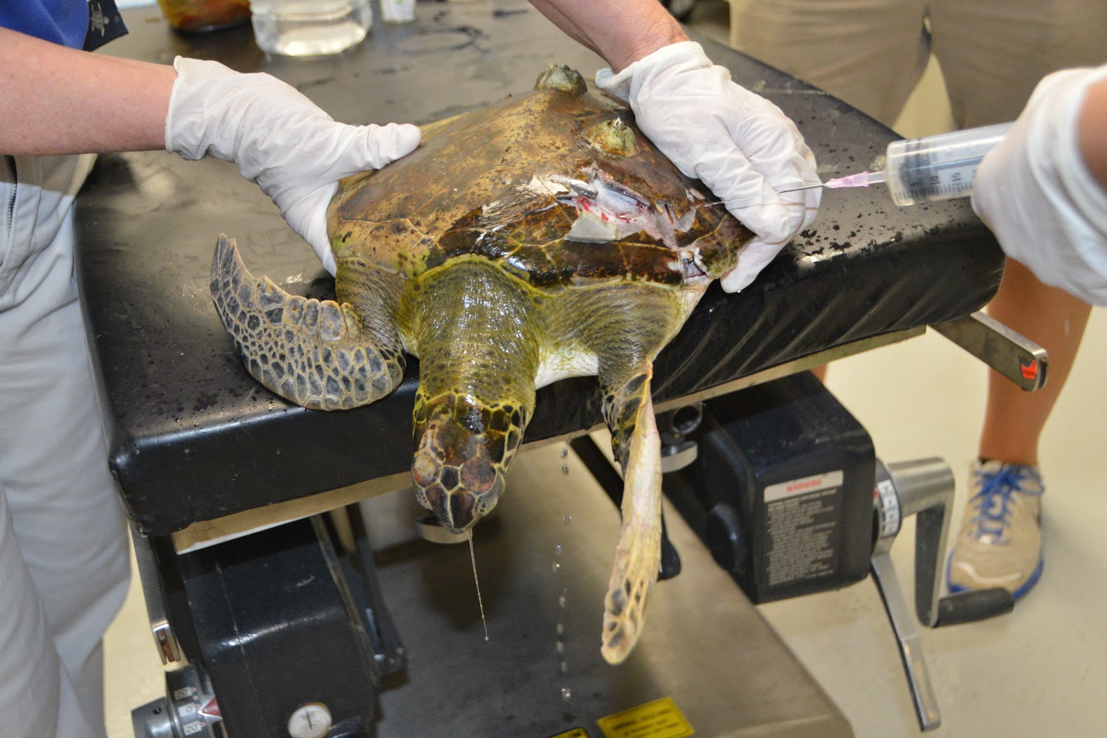 Sea Turtle Hospital: Amazing Healing of Bristol's Shell Fracture