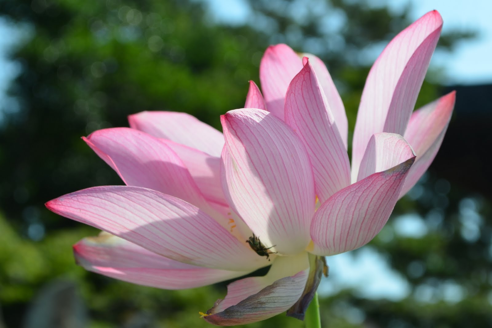 Sarah's English Writing Blog: Lotus flower in Nara