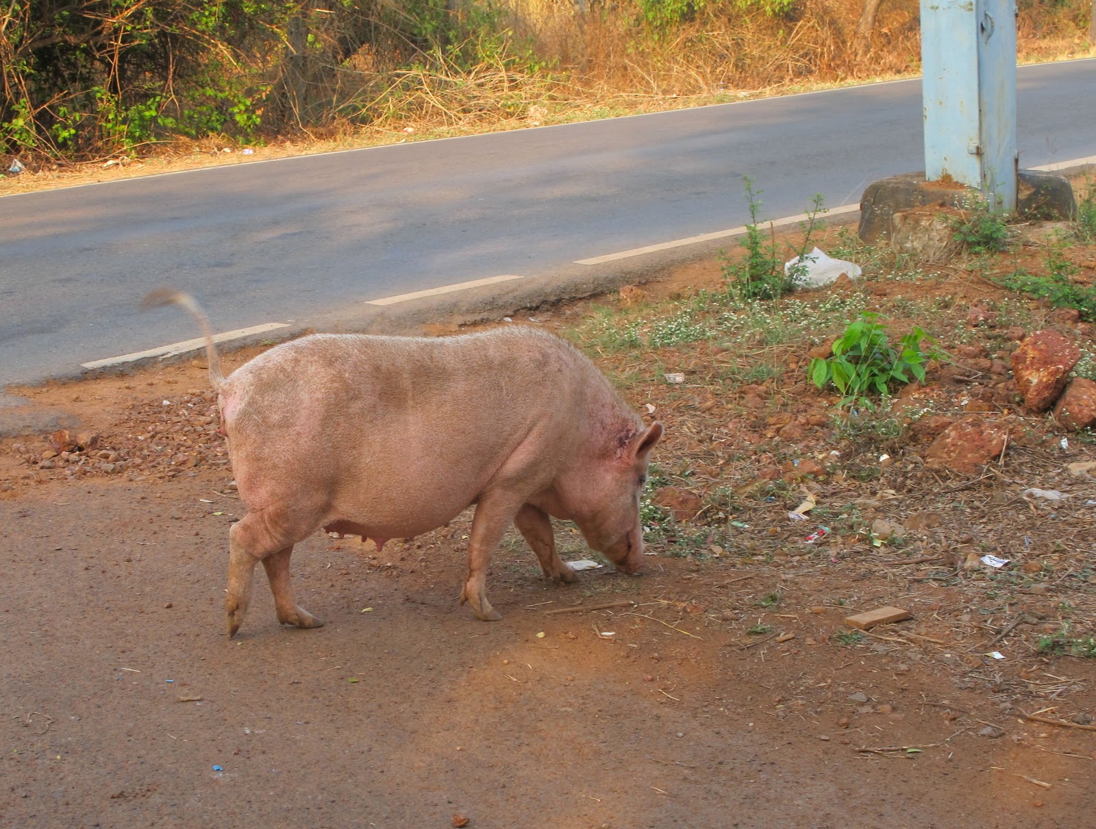 William Morris Fan Club: A walk to work in Goa