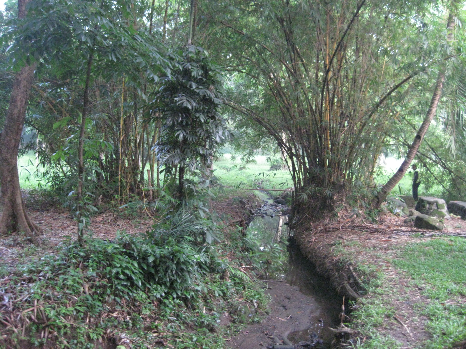 Regin's Realm: Open spaces in UP Diliman - The Beta Way