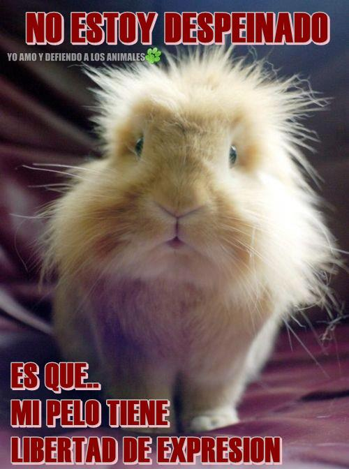 El mejor humor de la red: Despeinado