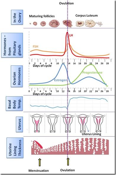 Ciclo mestruale... qualche nozione di fisiologia