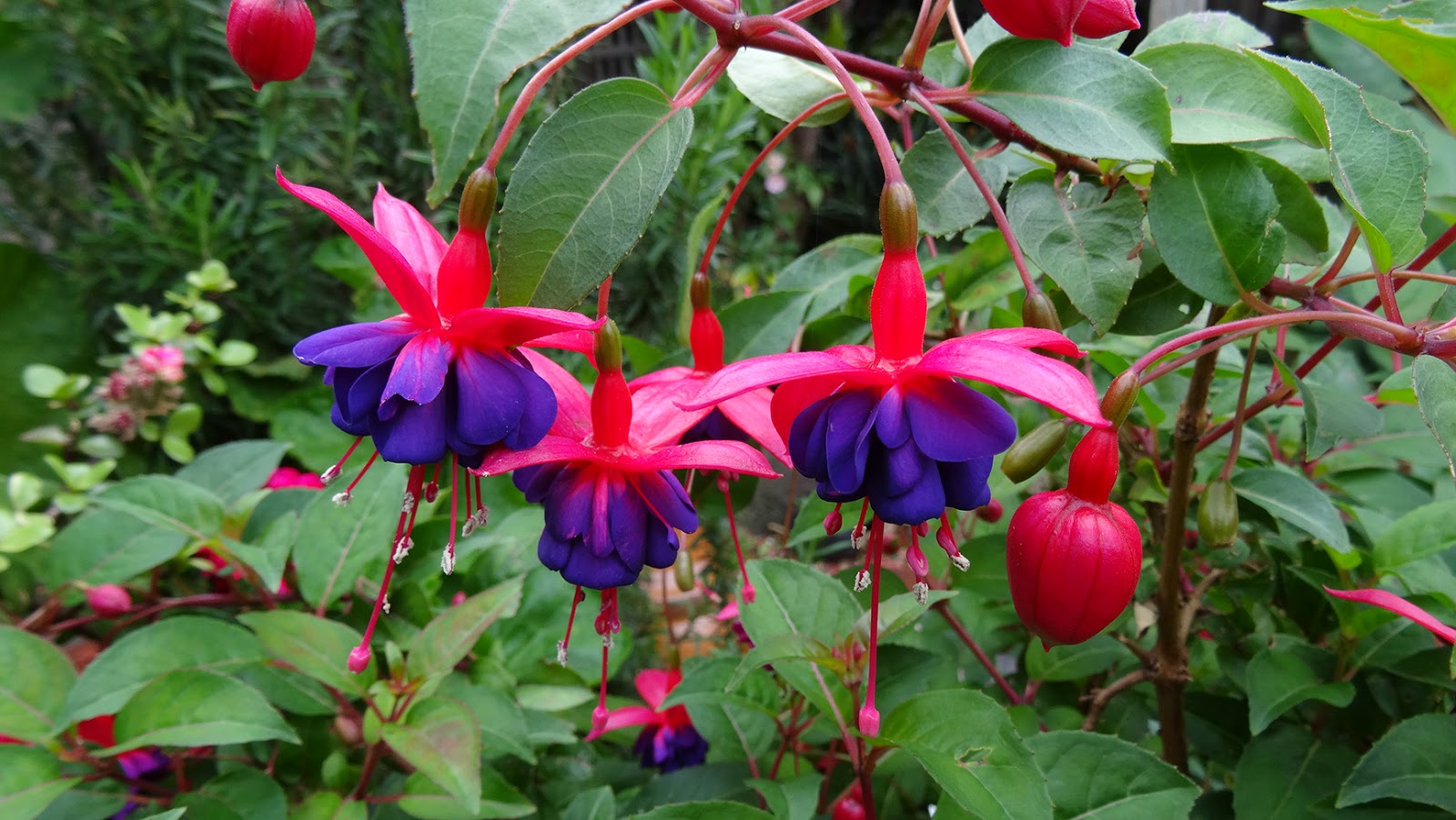 FLORAL FRIDAY FOTOS: FFF100 - FUCHSIA 'BLUE EYES'