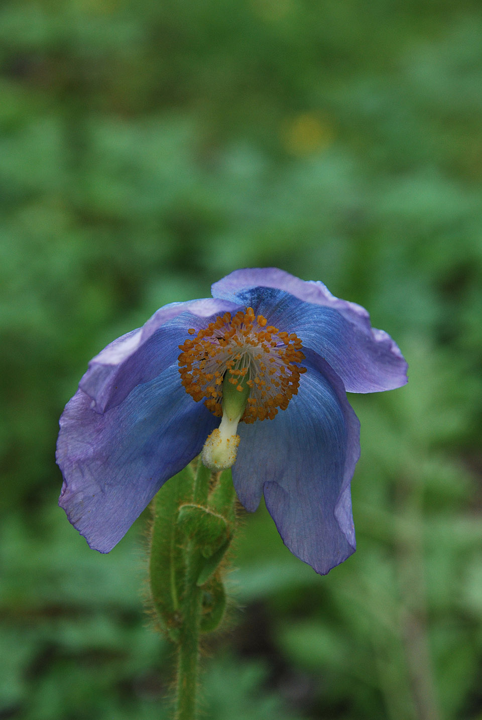 Meconopsis World - A Visual Reference: Meconopsis grandis - Photos In ...