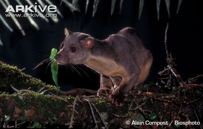 CAREKAN "CAREUH KUJANG": Musang Sulawesi