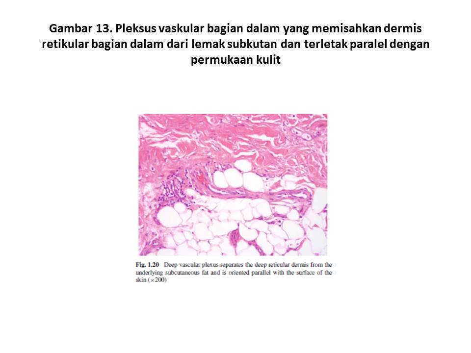 Reza Aditya Digambiro: Histologi Kulit Normal dan Perubahan yang ...