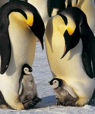 Animal Planet: Los Pinguinos