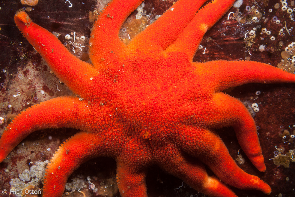 Mick's marine biology: Sea stars of Vancouver Island - part 1