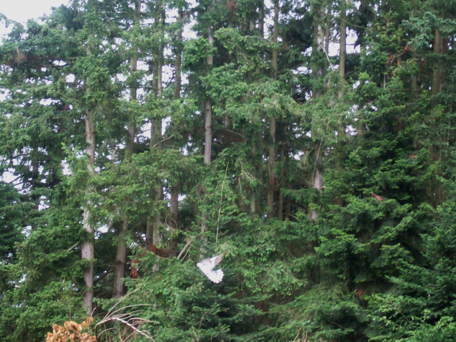 Reading the Washington Landscape: Eurasian Collared-Doves: Trump Won't ...