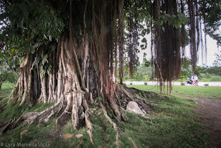 Butuan Daily Photo: Banza Church Ruins # 3: The Balete Tree