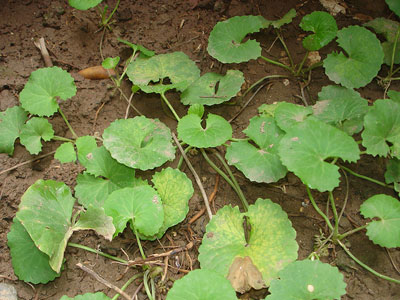 Tanaman Herbal Pegagan (Centella asiatica)